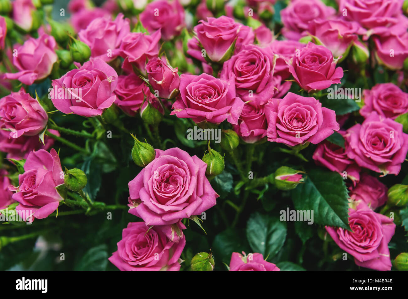 Roses of pink and green modern varieties in a bouquet as a gift ...