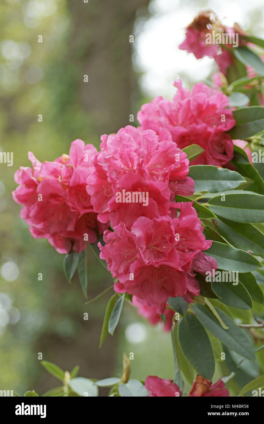 Rhododendron 'Peter Koster' Stock Photo - Alamy