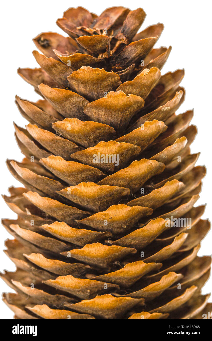 Beautiful pine cone closeup isolated on a white background Stock Photo ...