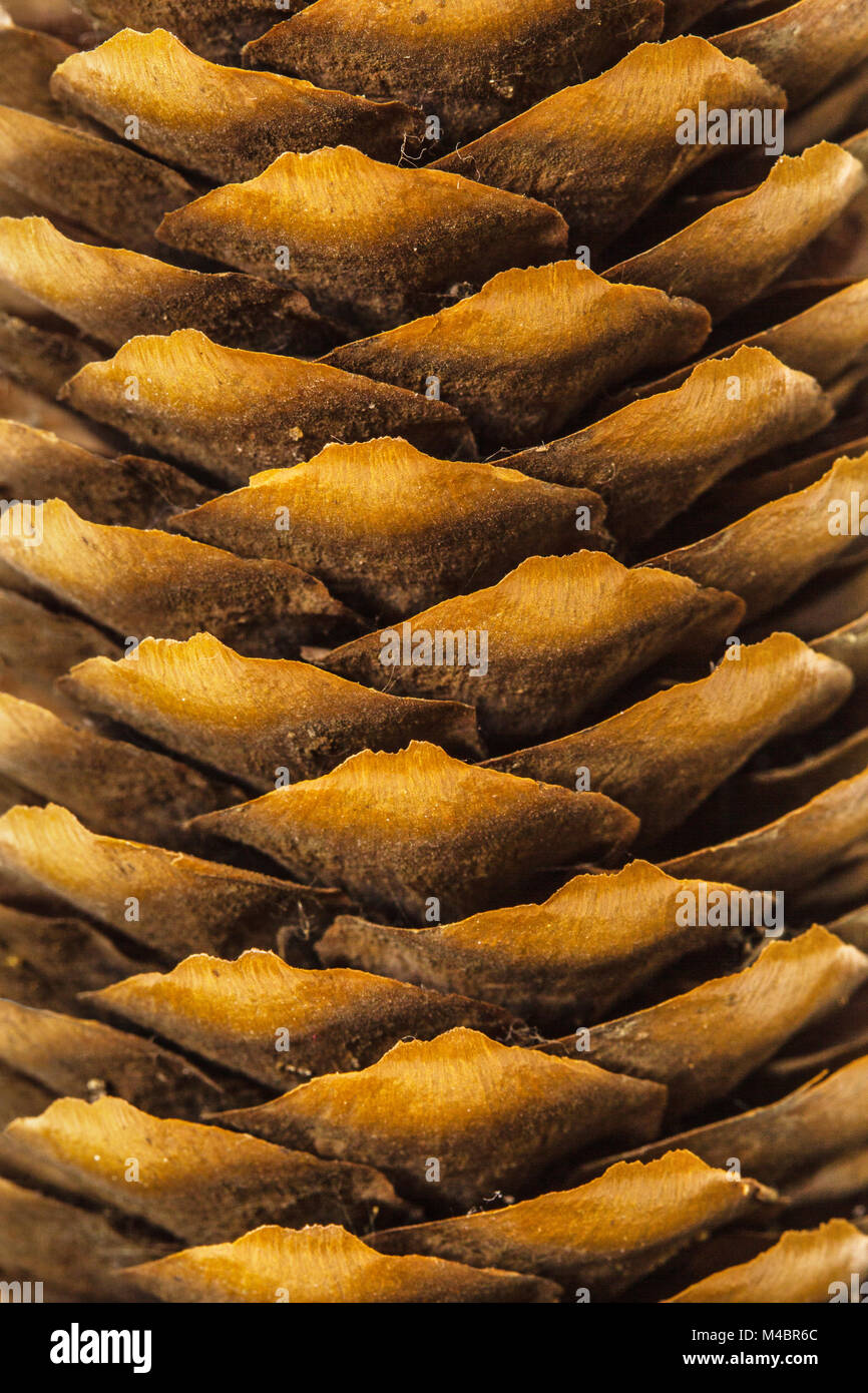 Beautiful background from pine cones Stock Photo - Alamy