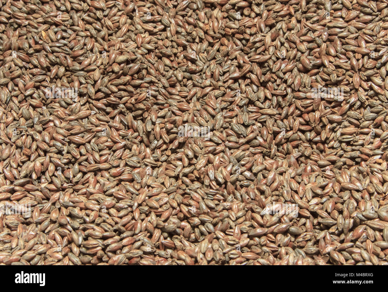 Malt background. Ingredient for beer Stock Photo - Alamy