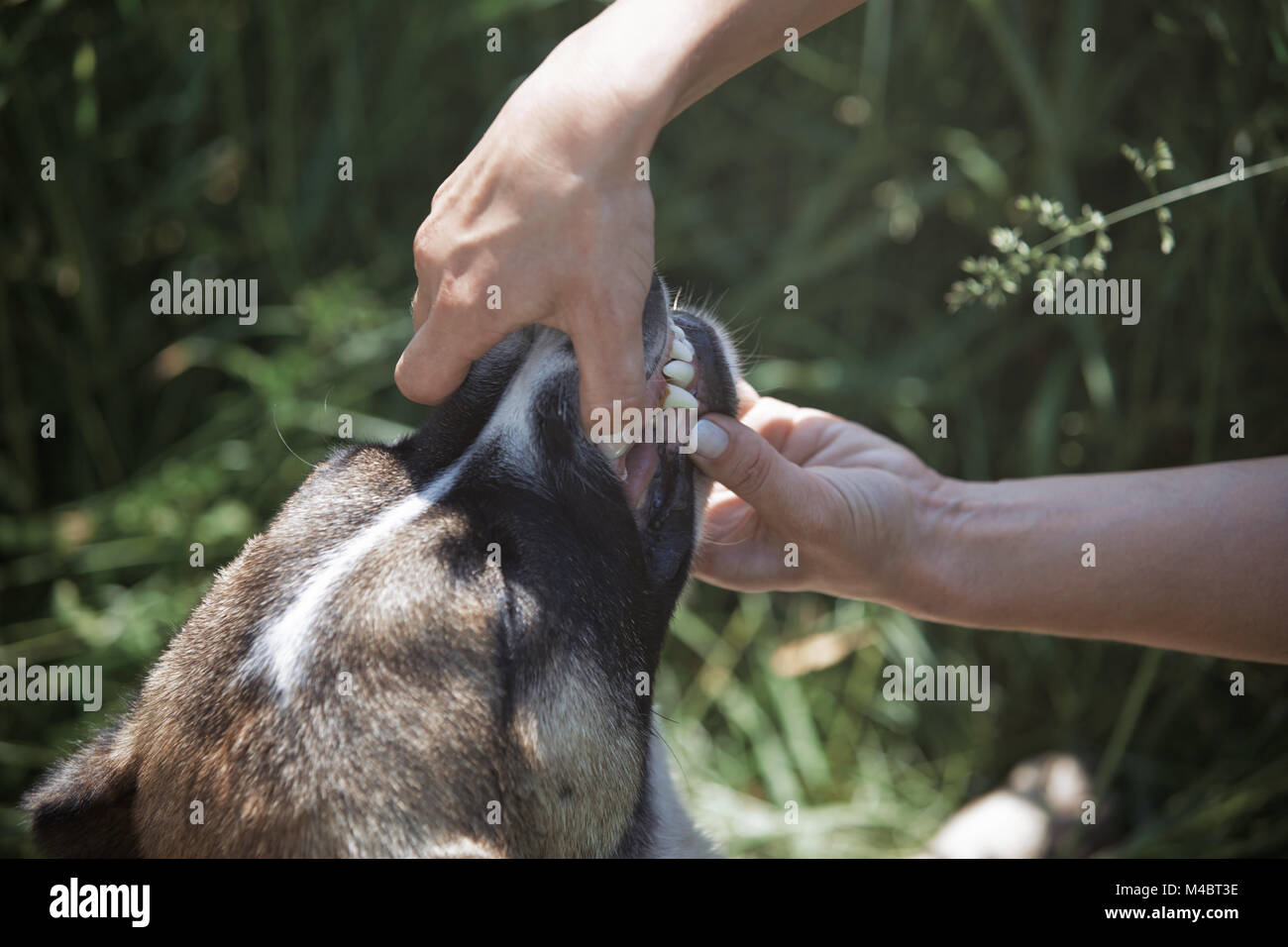 Human examining dog teeth Stock Photo - Alamy