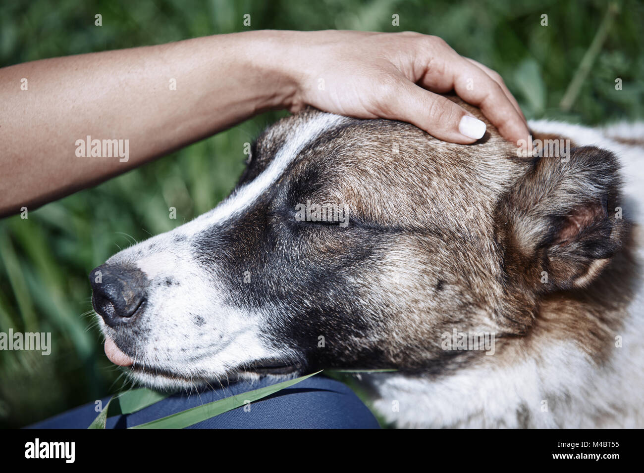 Human pampering dog Stock Photo - Alamy