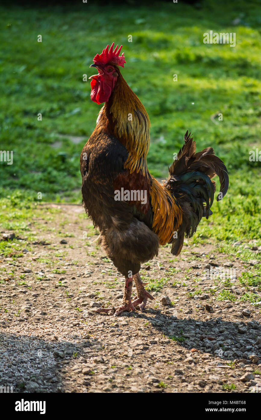 A cockerel crowing in a farmyard with the morning sun behind him in ...