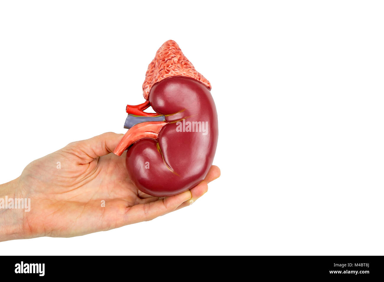 Hand holding kidney model on white background Stock Photo - Alamy