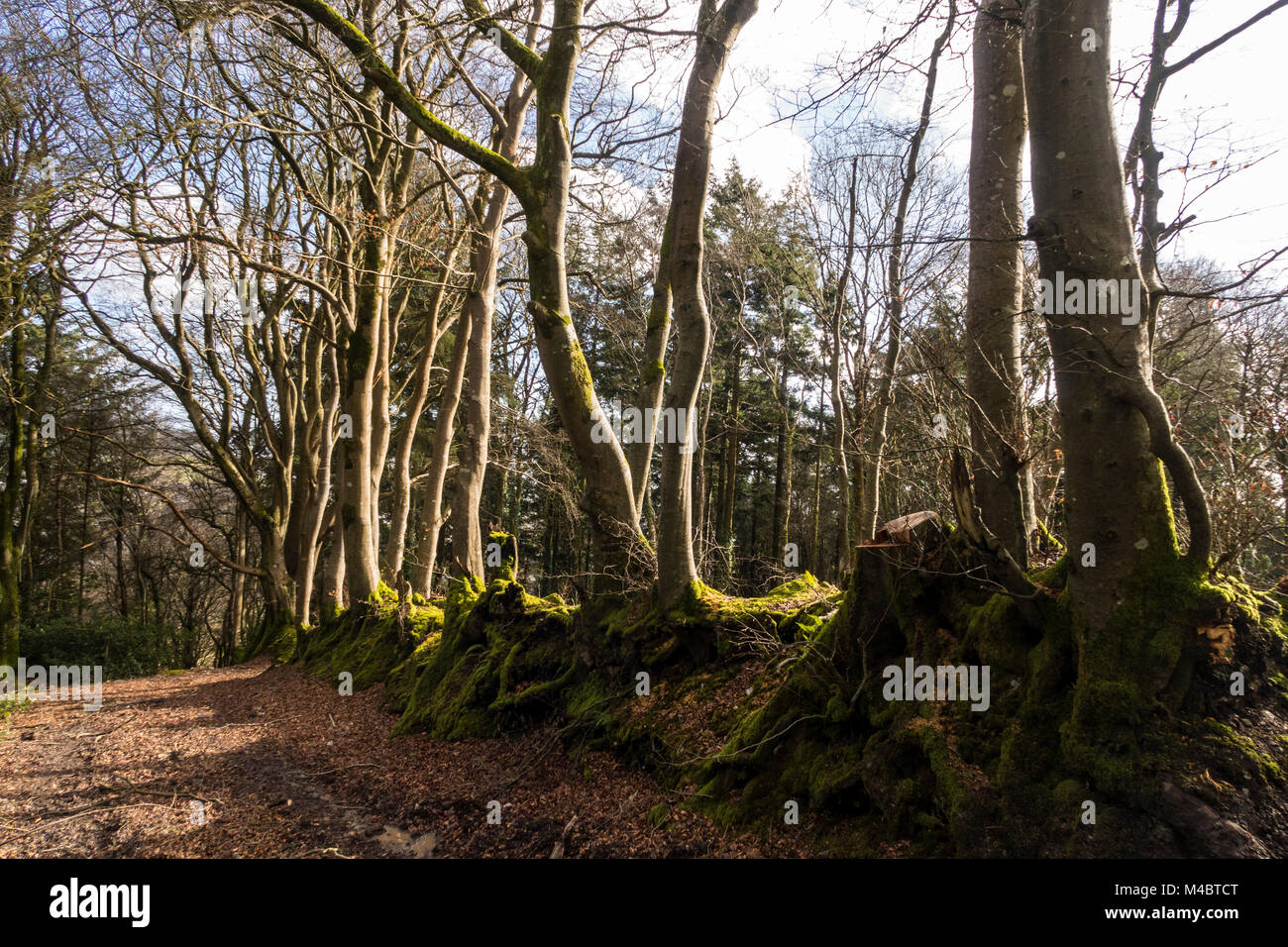 Exposed tree roots besiade a footpath through Mutters Moor, Sidmouth ...