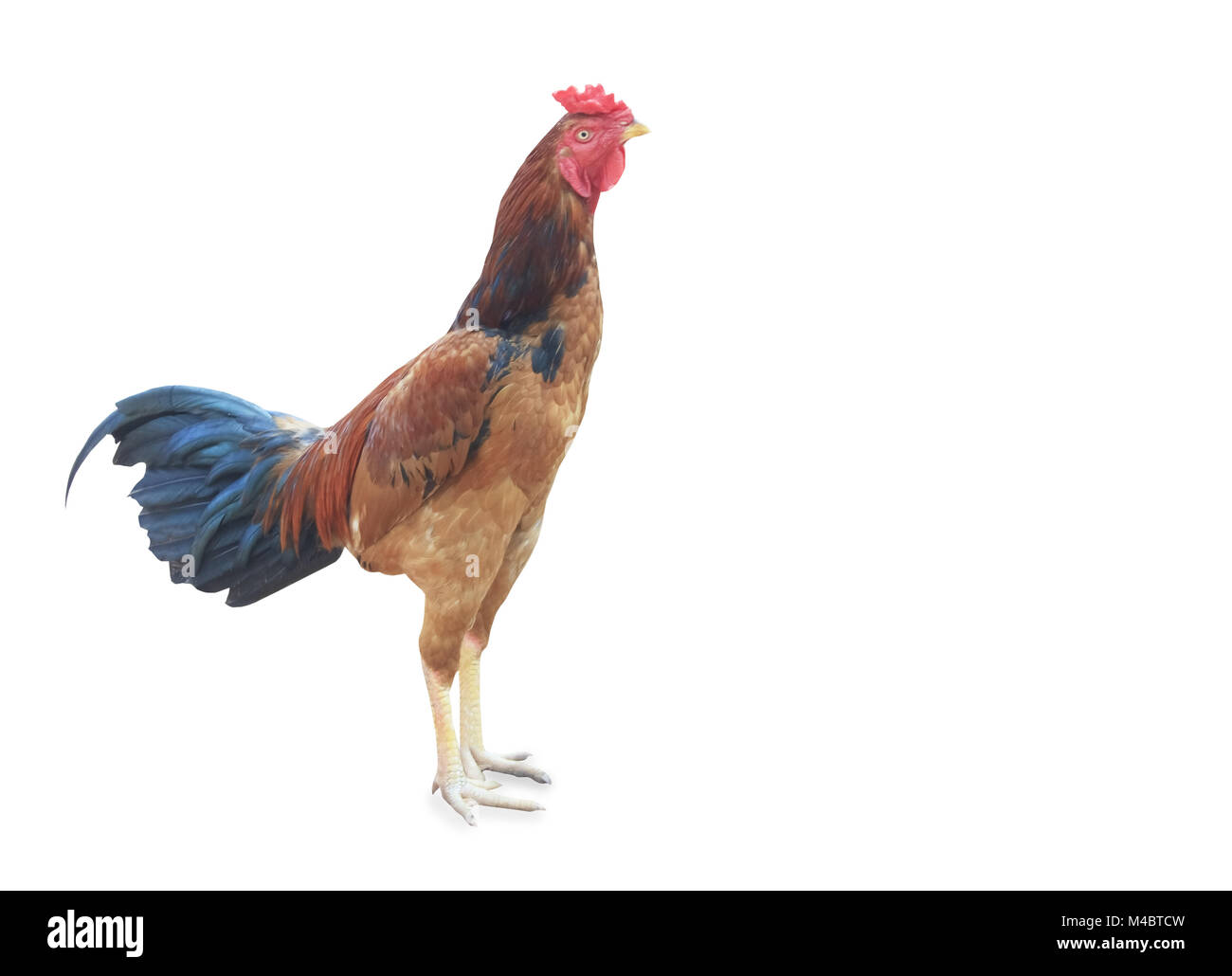 Large colorful rooster standing Stock Photo - Alamy