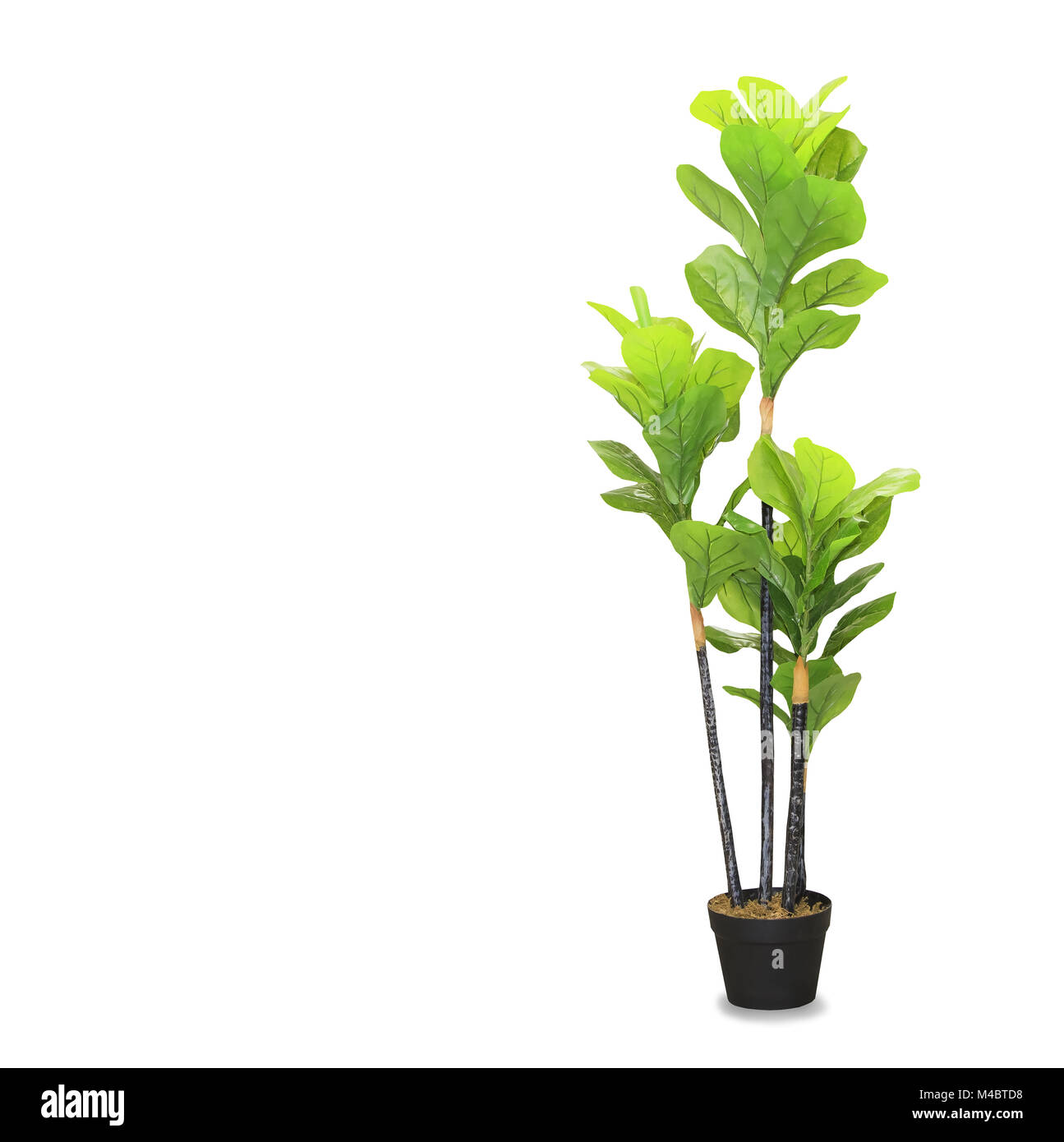 Draco palm hi-res stock photography and images - Alamy