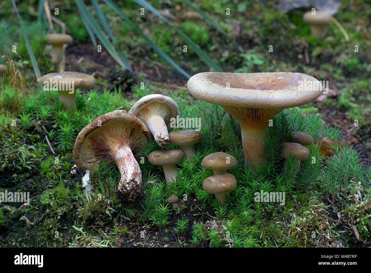 Deadly poisonous Brown roll-rim or poison pax, Paxillus involutus Stock ...