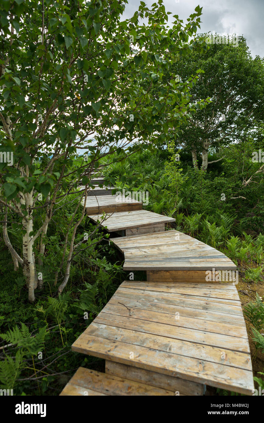 Wooden path in the Uzon Caldera. Kronotsky Nature Reserve Stock Photo ...