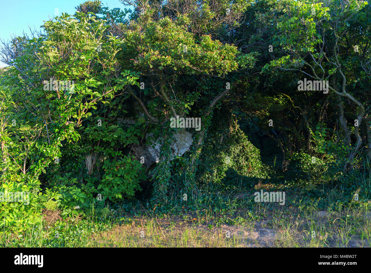 Plant at Karalar regional landscape park in Crimea Stock Photo - Alamy