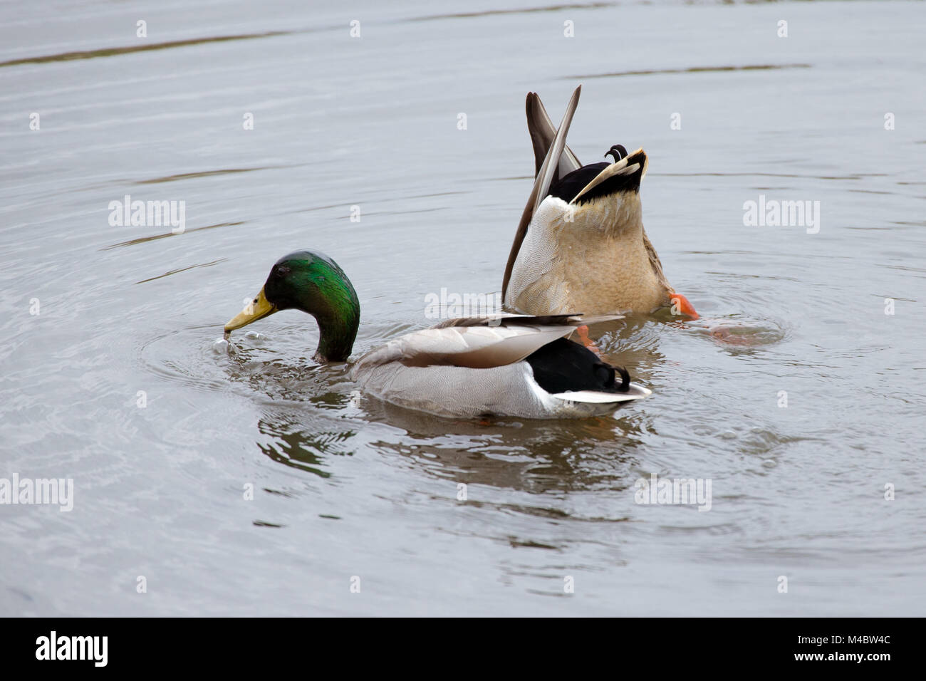 Common mallards hi-res stock photography and images - Alamy