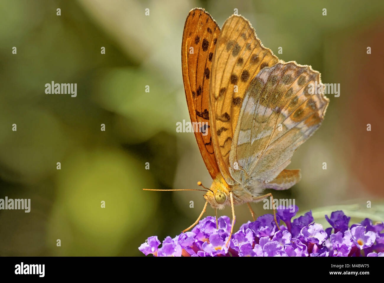 Single fritillary hi-res stock photography and images - Alamy