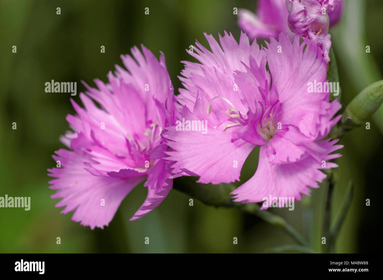 Carnation plant hi-res stock photography and images - Alamy