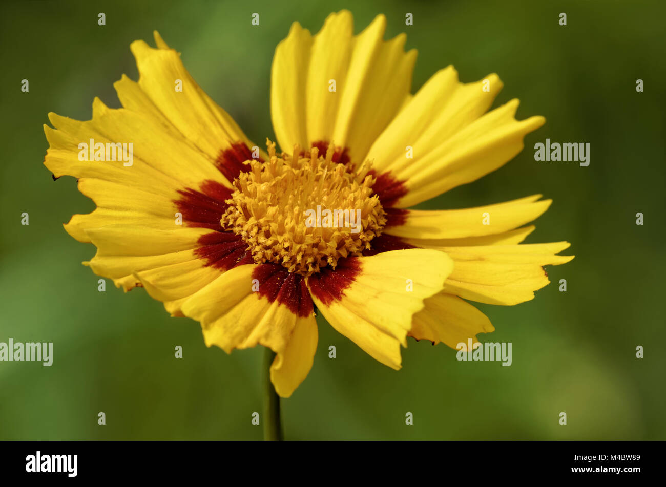 Calliopsis tickseed hi-res stock photography and images - Alamy