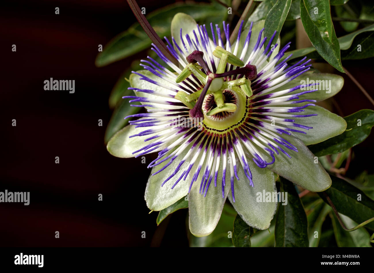 Fruit of passion flower plant hi-res stock photography and images - Alamy