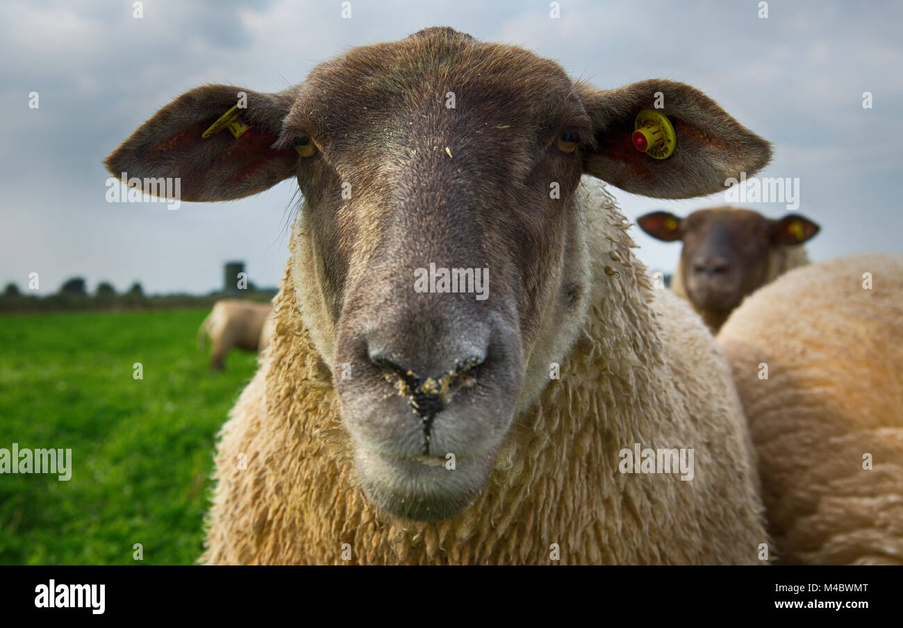Sheep portrait sun hi-res stock photography and images - Alamy