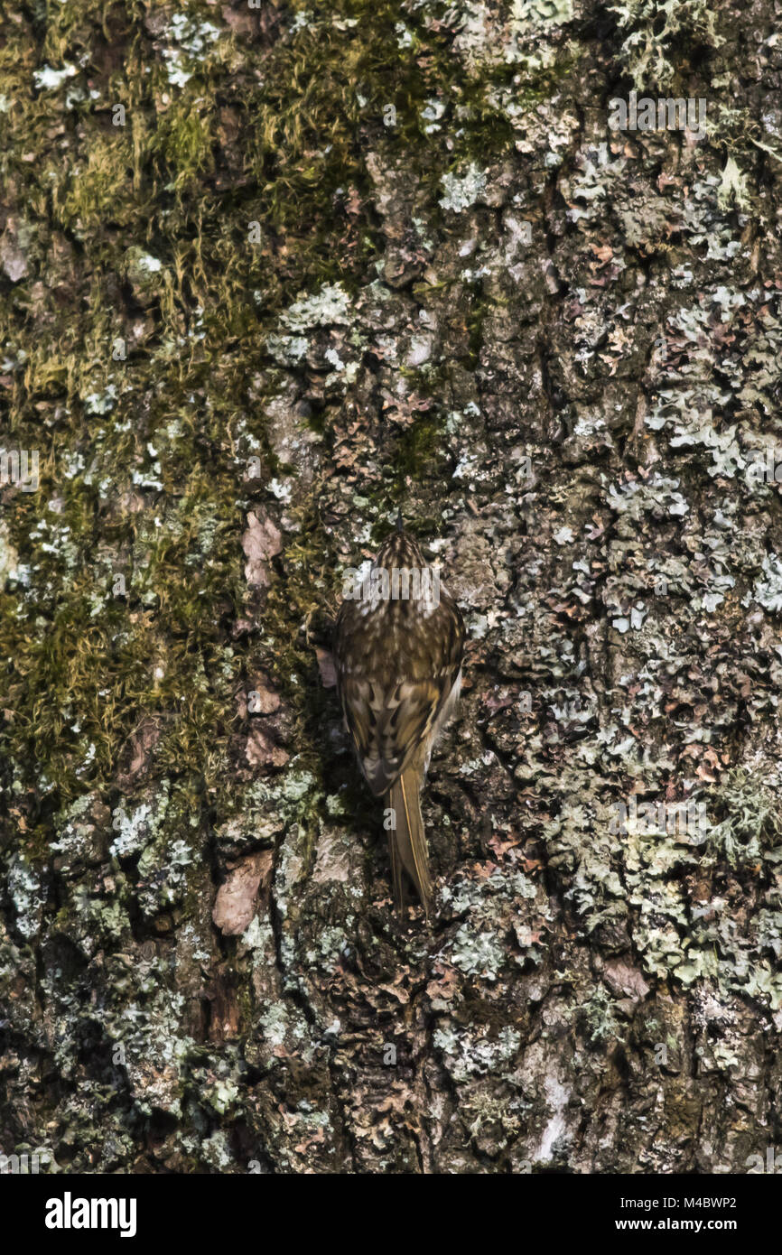 Common treecreeper certhia familiaris hi-res stock photography and ...