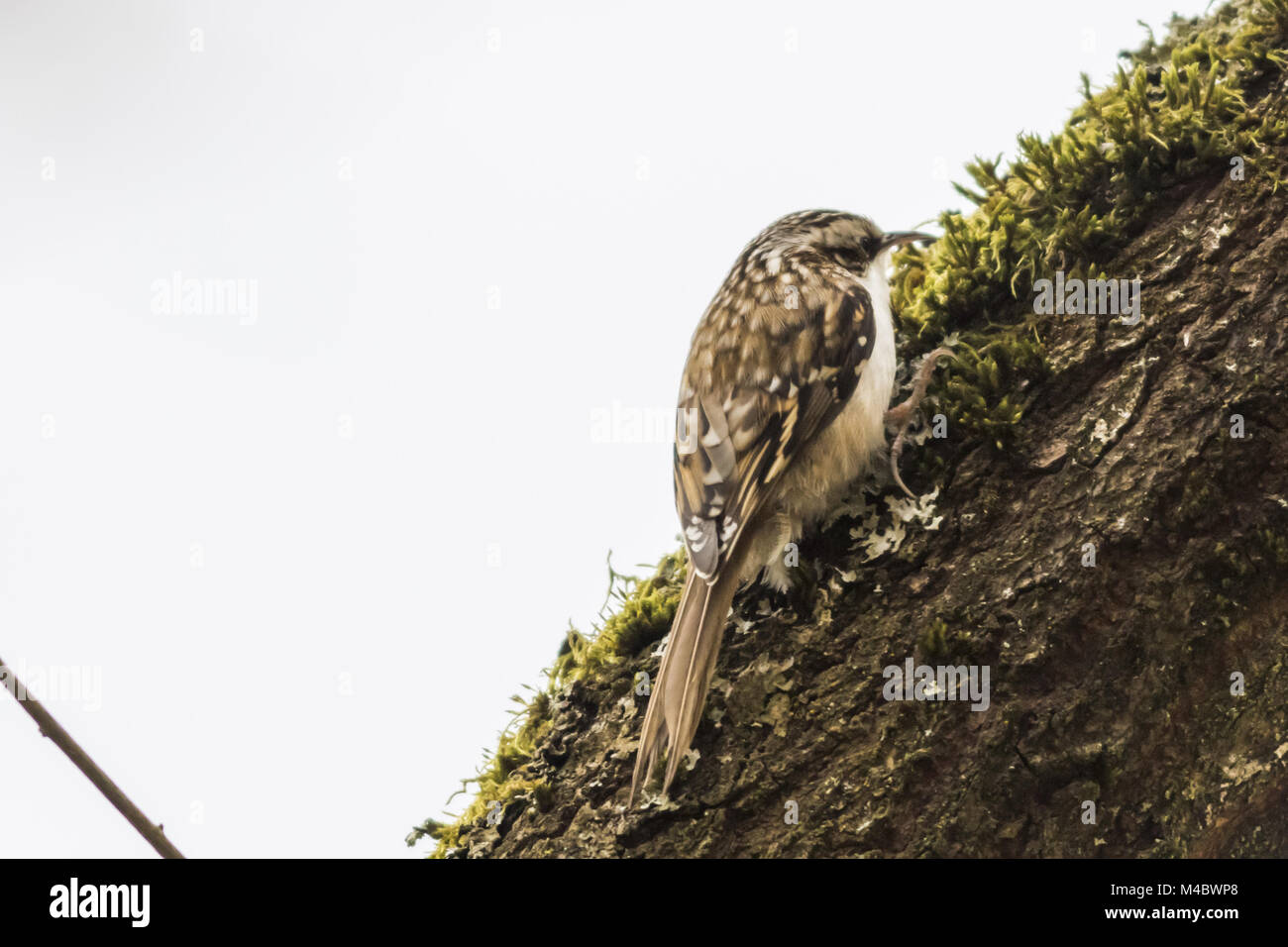 Common treecreeper certhia familiaris hi-res stock photography and ...