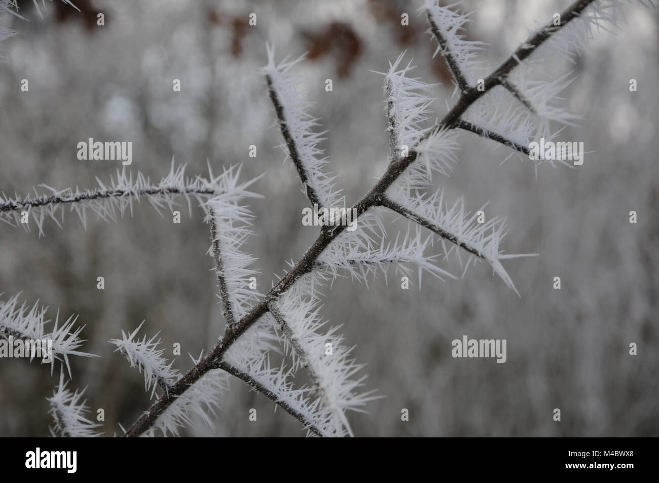 Prunus spinosa, Black Thorn, White Frost, Ice Stock Photo - Alamy
