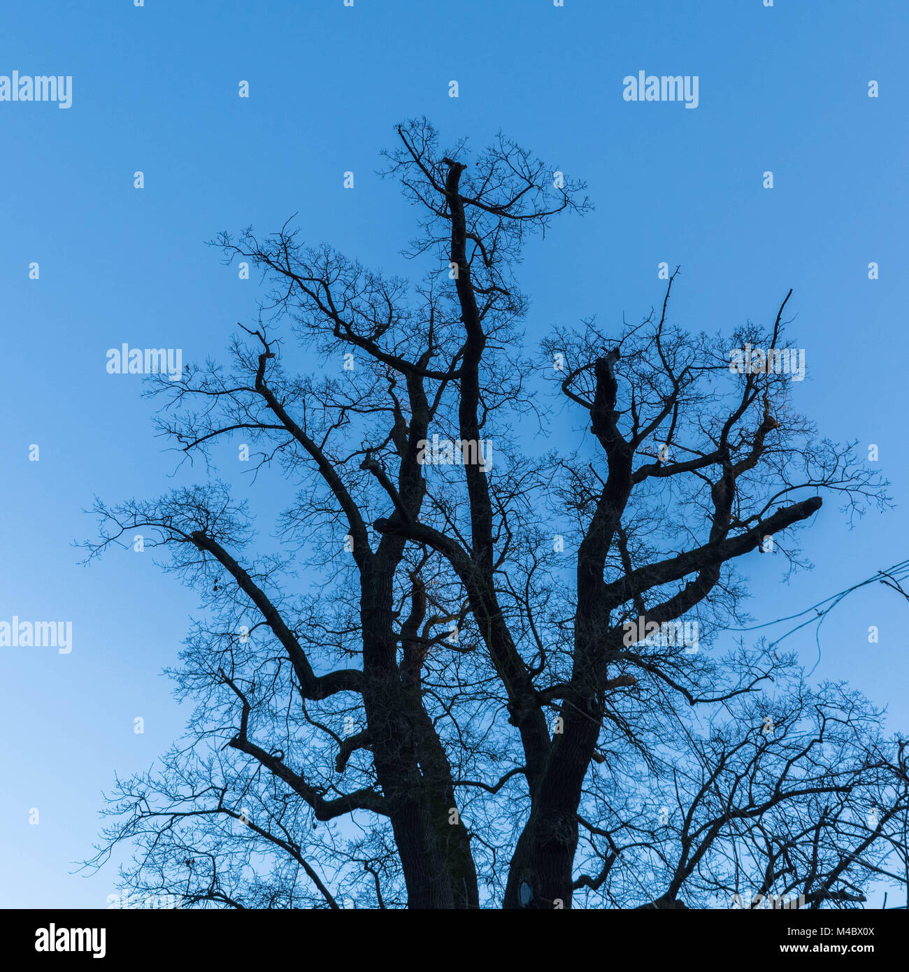 Shadow tree hi-res stock photography and images - Alamy