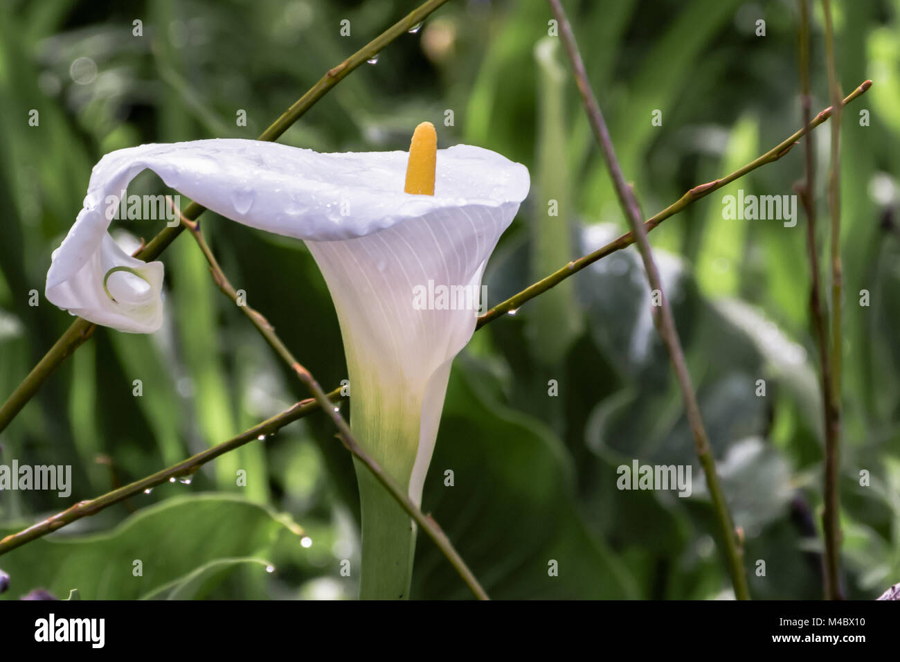 Arum lily south africa hi-res stock photography and images - Alamy