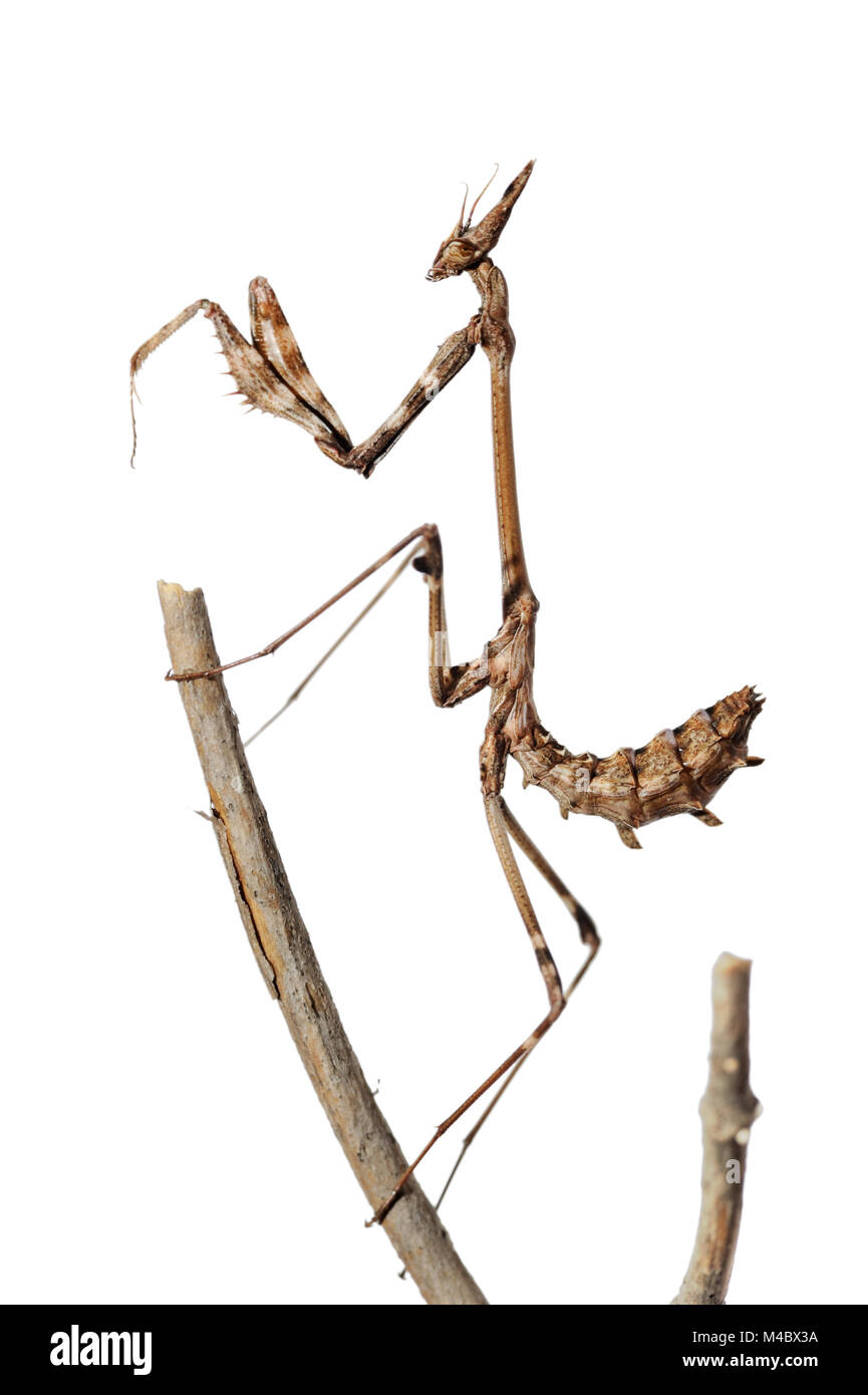 small mantis on a branch Stock Photo - Alamy