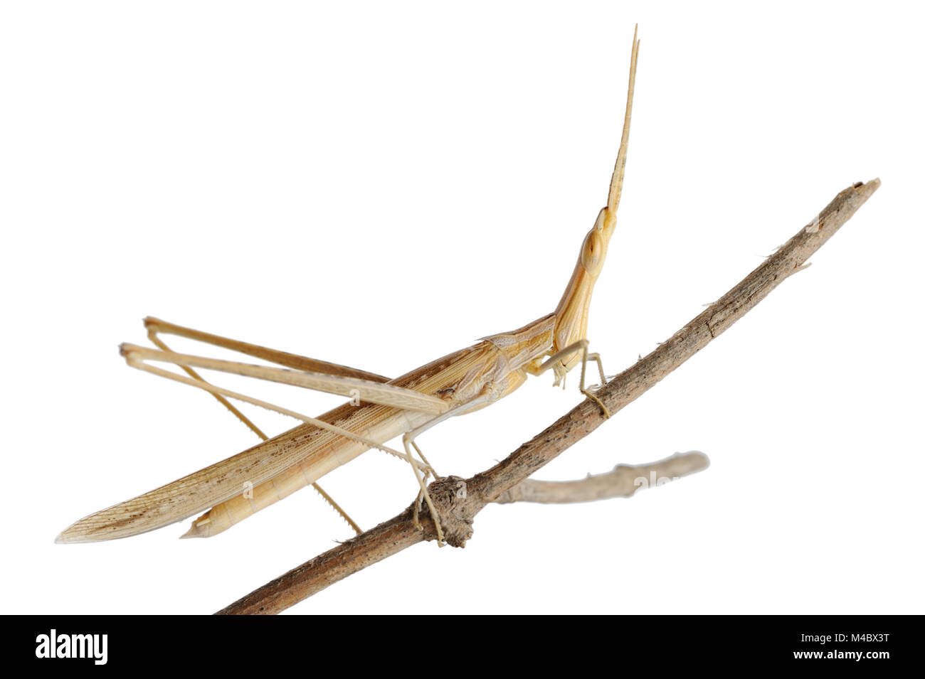 Middle east insect Cut Out Stock Images & Pictures - Alamy