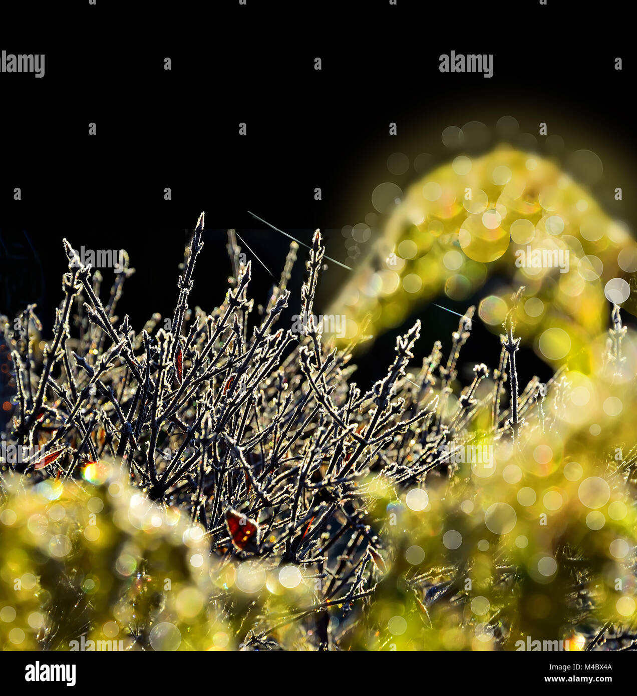 Fresh leaves on bushes hi-res stock photography and images - Alamy