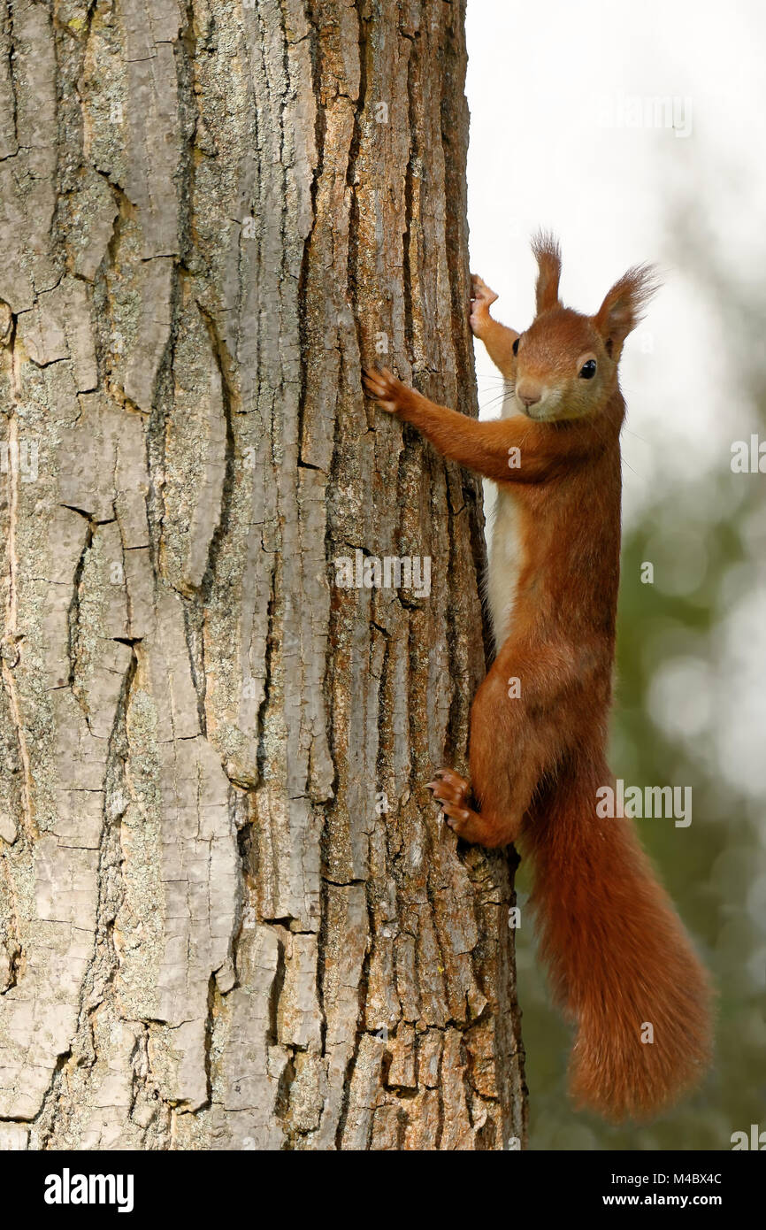 squirrel on a walnut tree Stock Photo - Alamy