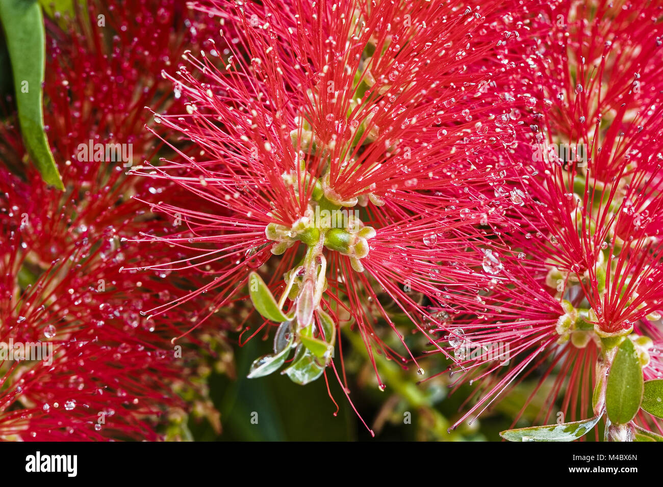 Red bottlebrush flower, Callistemon rugulosus, Australia Stock Photo ...