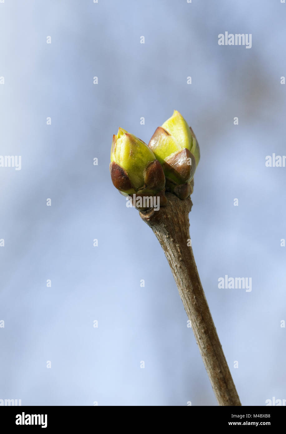 Spring tree buds Stock Photo - Alamy
