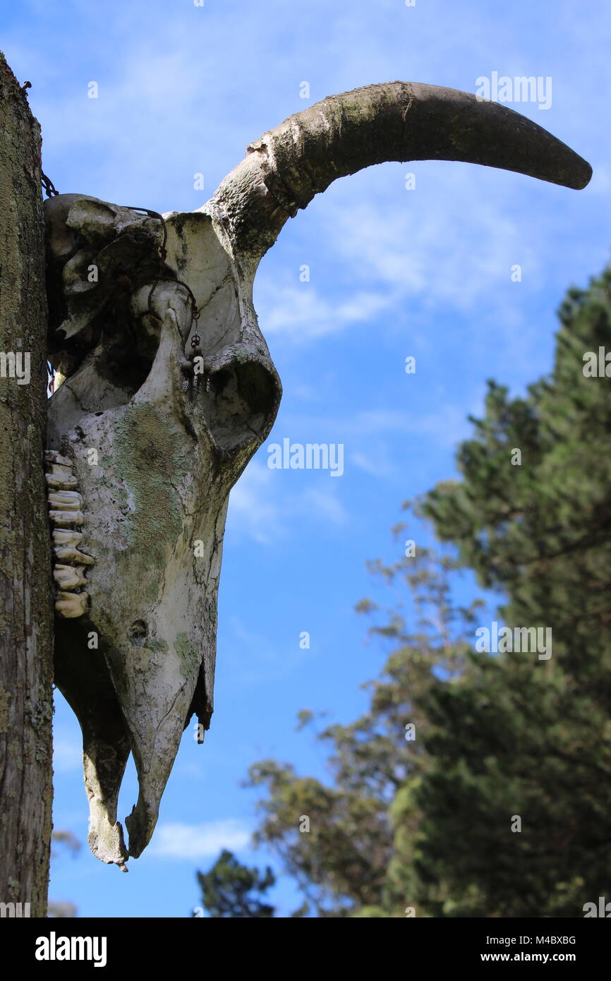 Cow teeth hi-res stock photography and images - Alamy