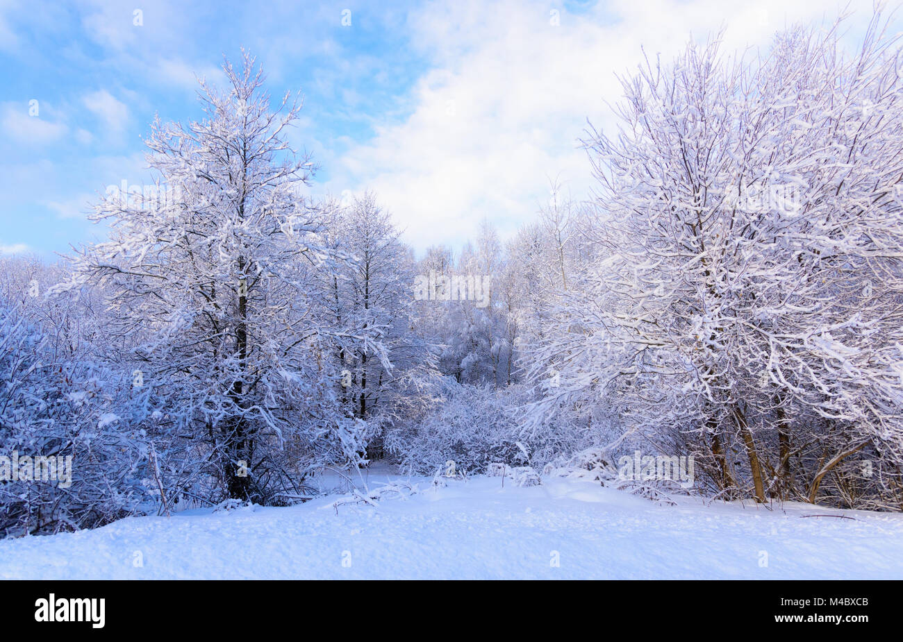 Sun Forest Trees Snow Stock Photos & Sun Forest Trees Snow Stock Images ...