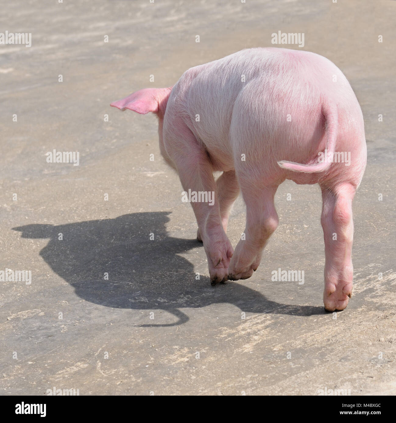 funny pig on the road, rear view Stock Photo - Alamy