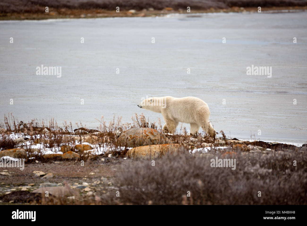 A polar bear on the shore of the Hudson Bay on feed search Stock Photo ...