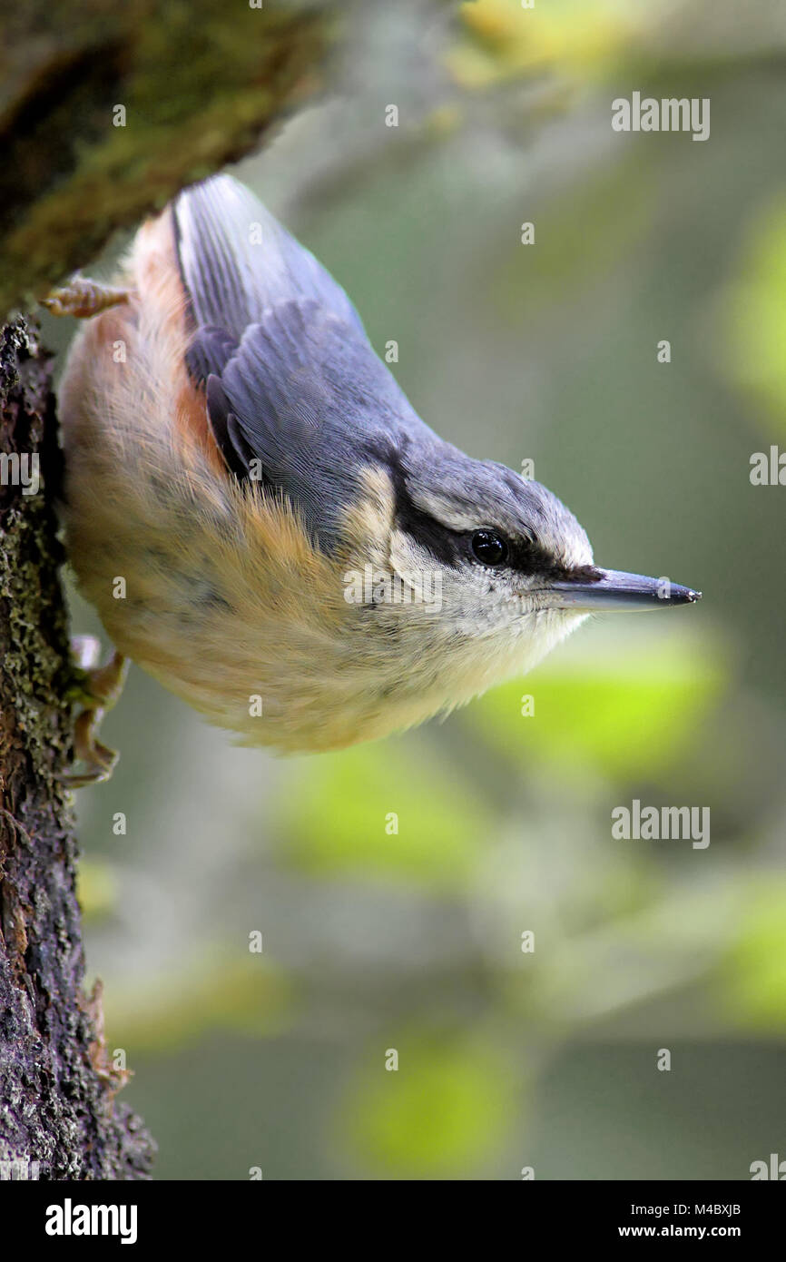 Eurasian nuthatch hi-res stock photography and images - Alamy