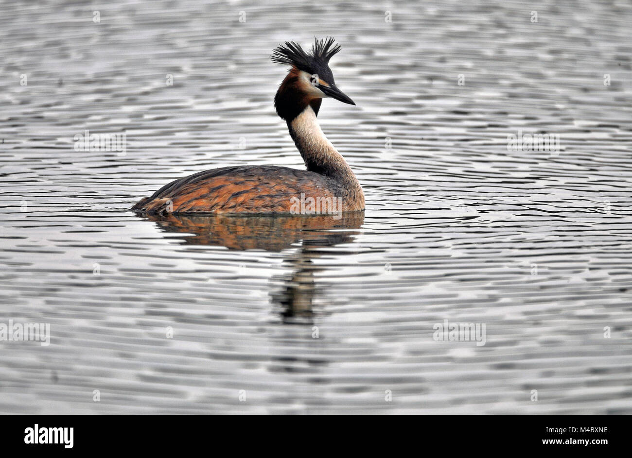 Grebes hi-res stock photography and images - Alamy