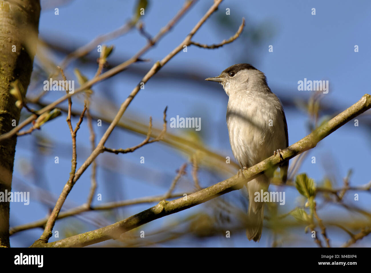 Bush blackcap hi-res stock photography and images - Alamy