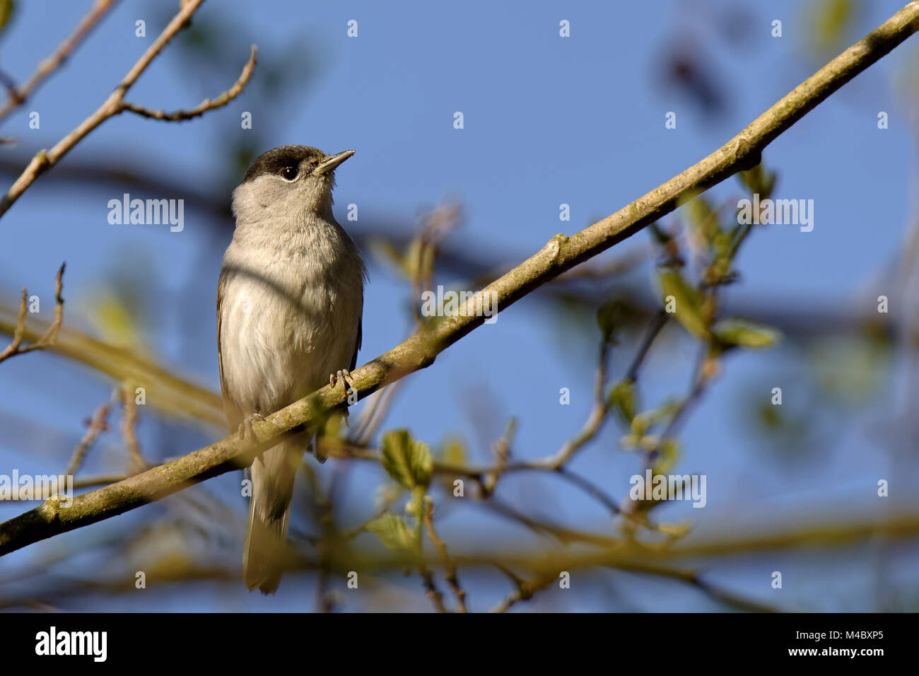Blackcap bush hi-res stock photography and images - Alamy