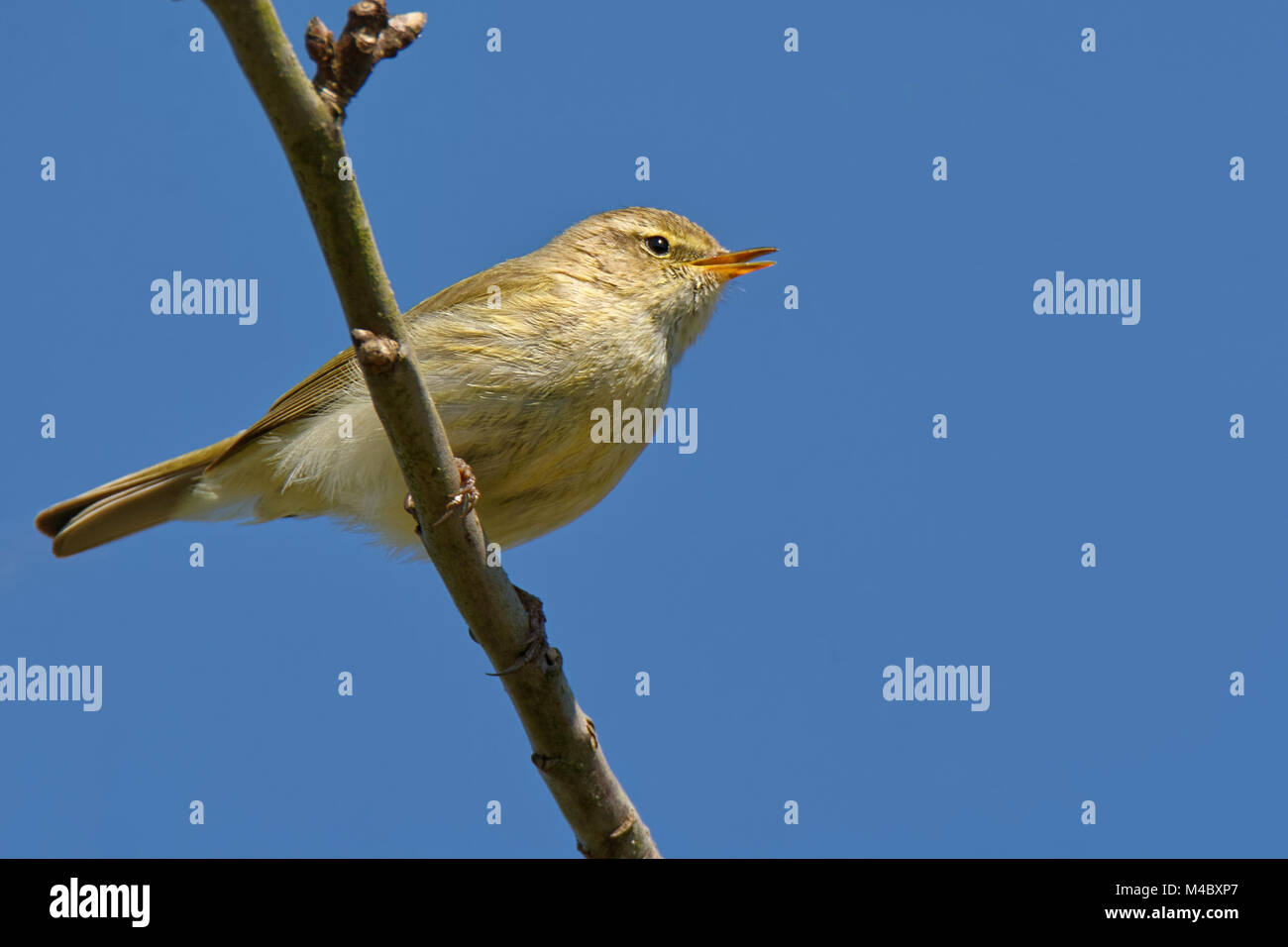 Chiffchaff hi-res stock photography and images - Alamy