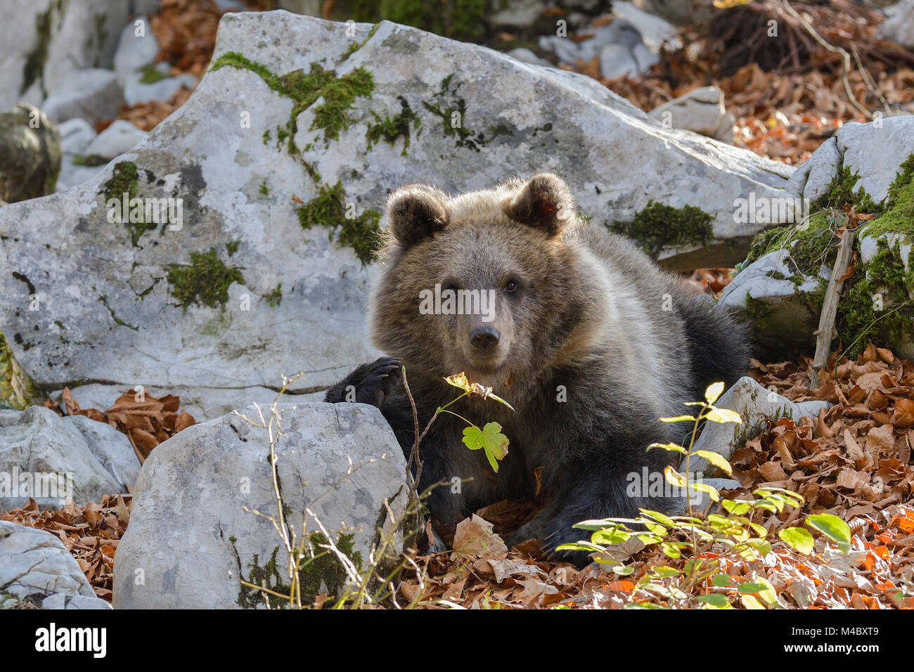 European brown bear (Ursus arctos arctos),young animal in the karst ...