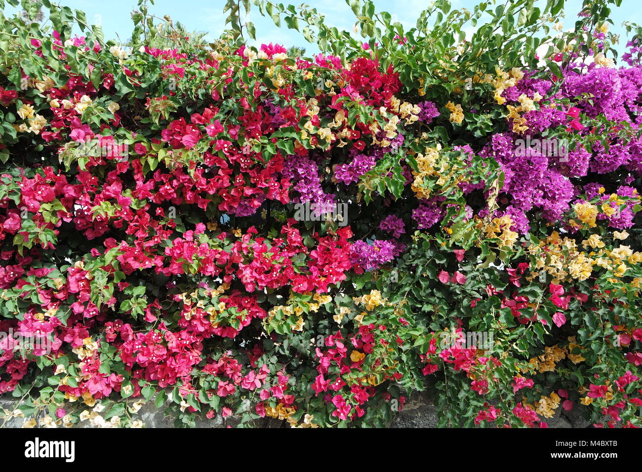 Bougainvillea hedge hi-res stock photography and images - Alamy Bougainvillea hedge hi-res stock photography and images - Alamy