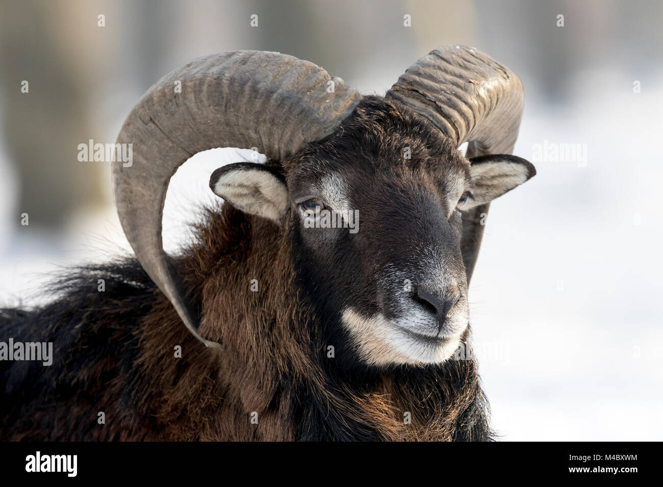 European mouflon (Ovis orientalis musimon),ram,animal portrait ...
