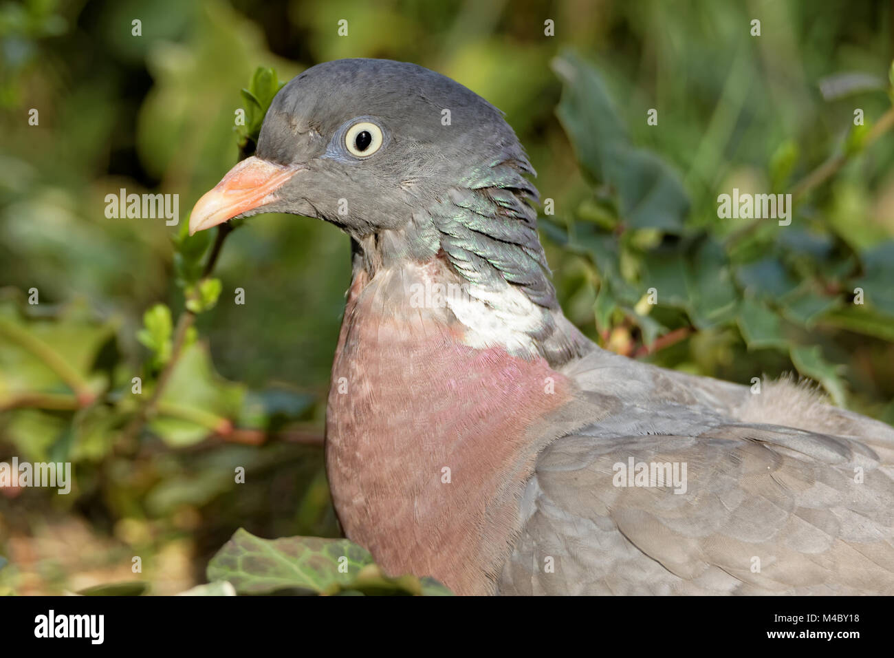 Common wood pigeon hi-res stock photography and images - Alamy
