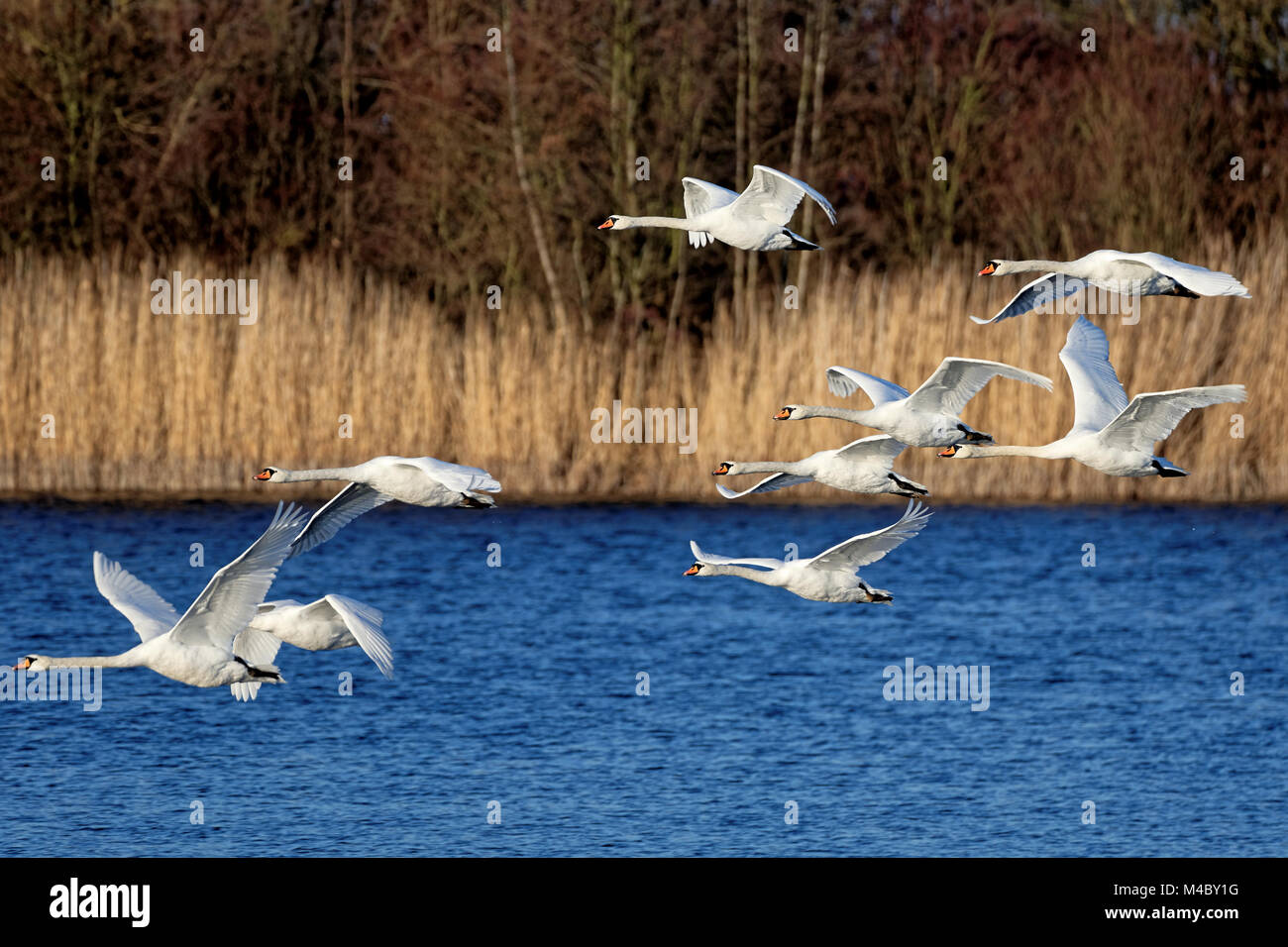 Mute swans flying Stock Photo - Alamy