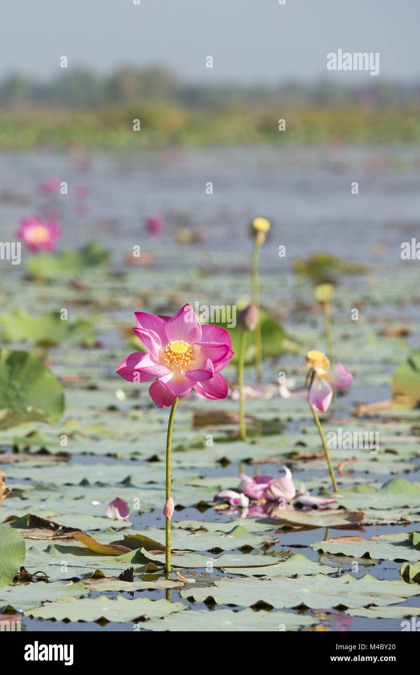 THAILAND ISAN UDON THANI KUMPHAWAPI LOTUS LAKE Stock Photo - Alamy