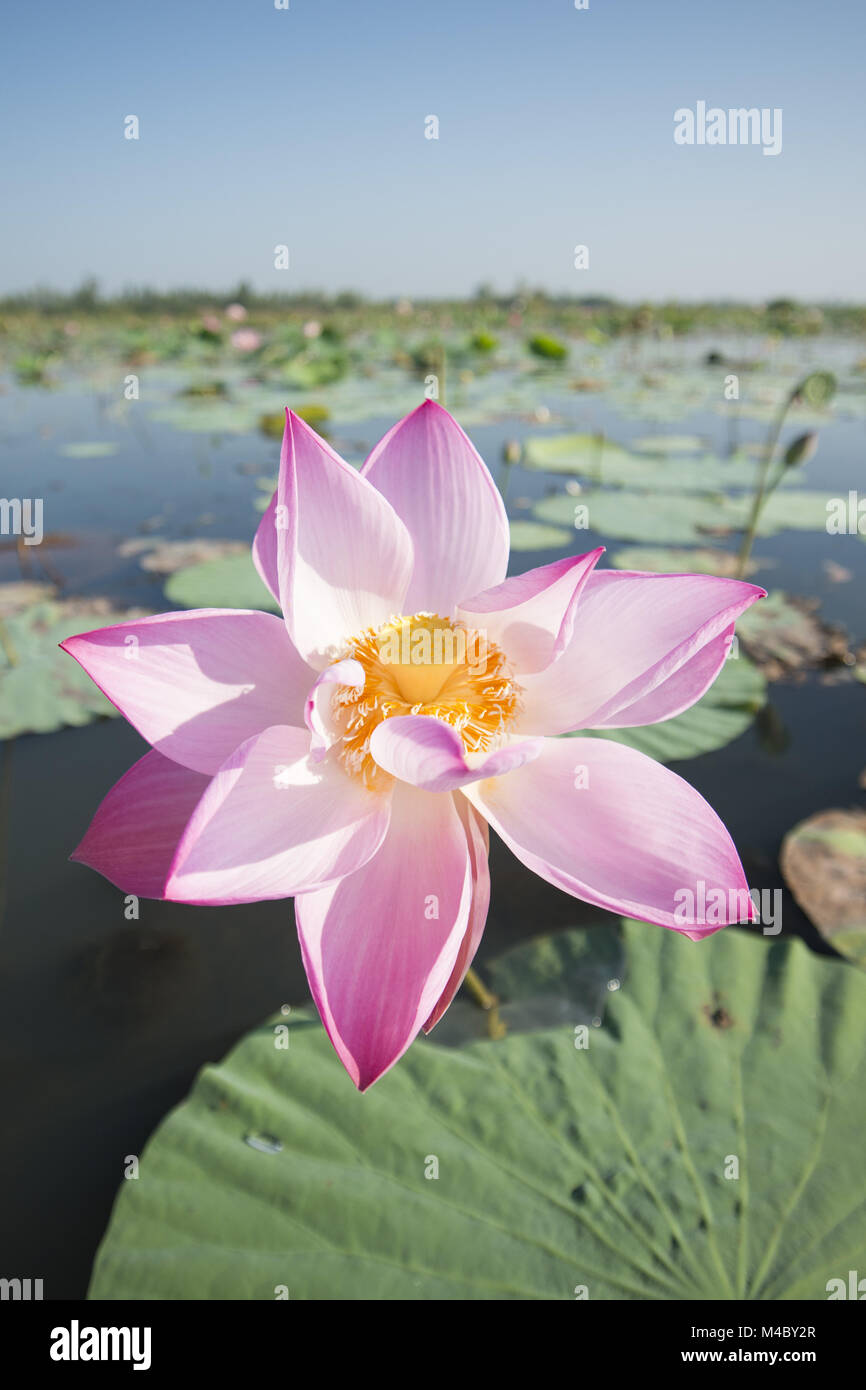 THAILAND ISAN UDON THANI KUMPHAWAPI LOTUS LAKE Stock Photo - Alamy