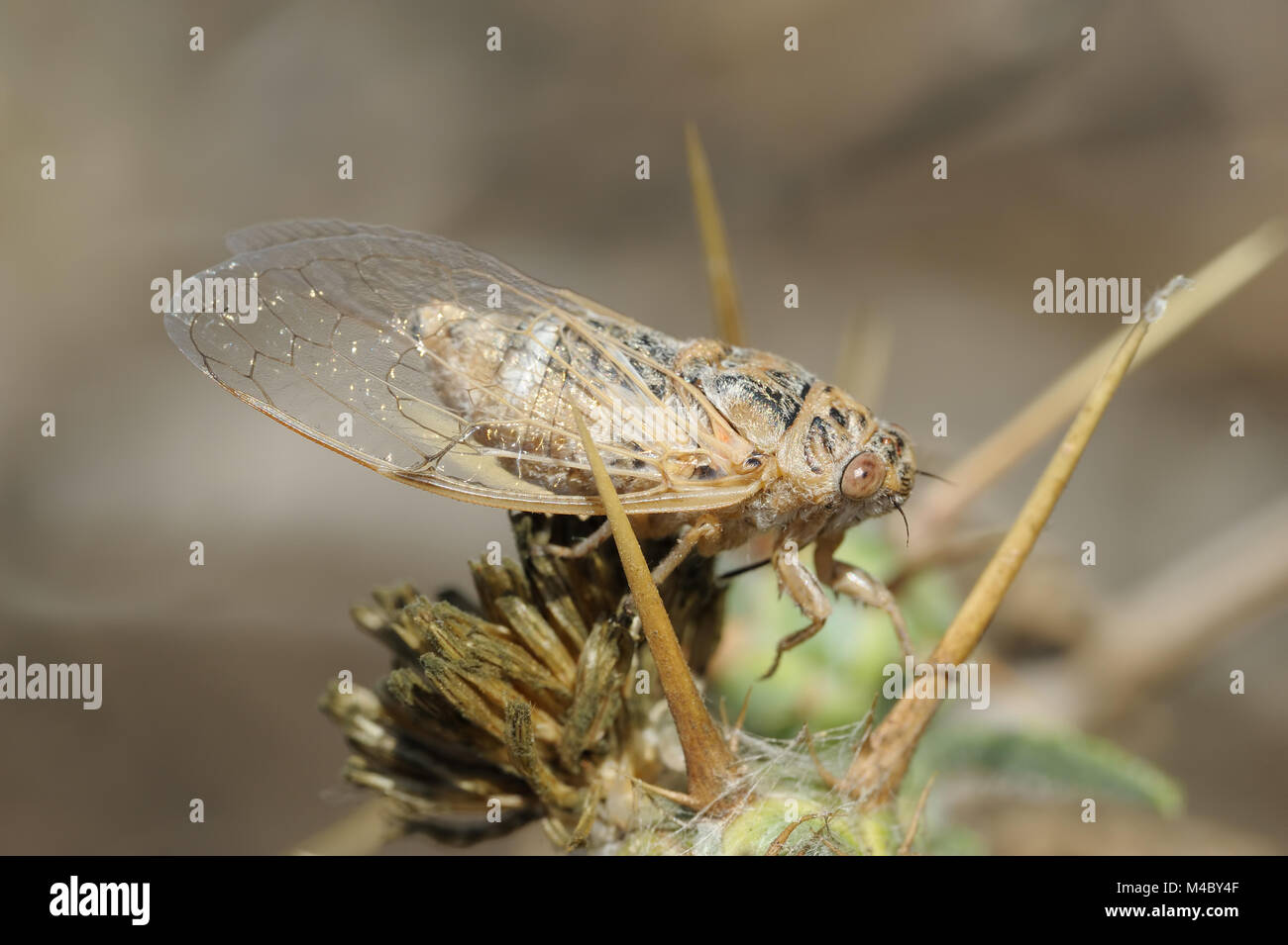 Insects of israel hi-res stock photography and images - Alamy
