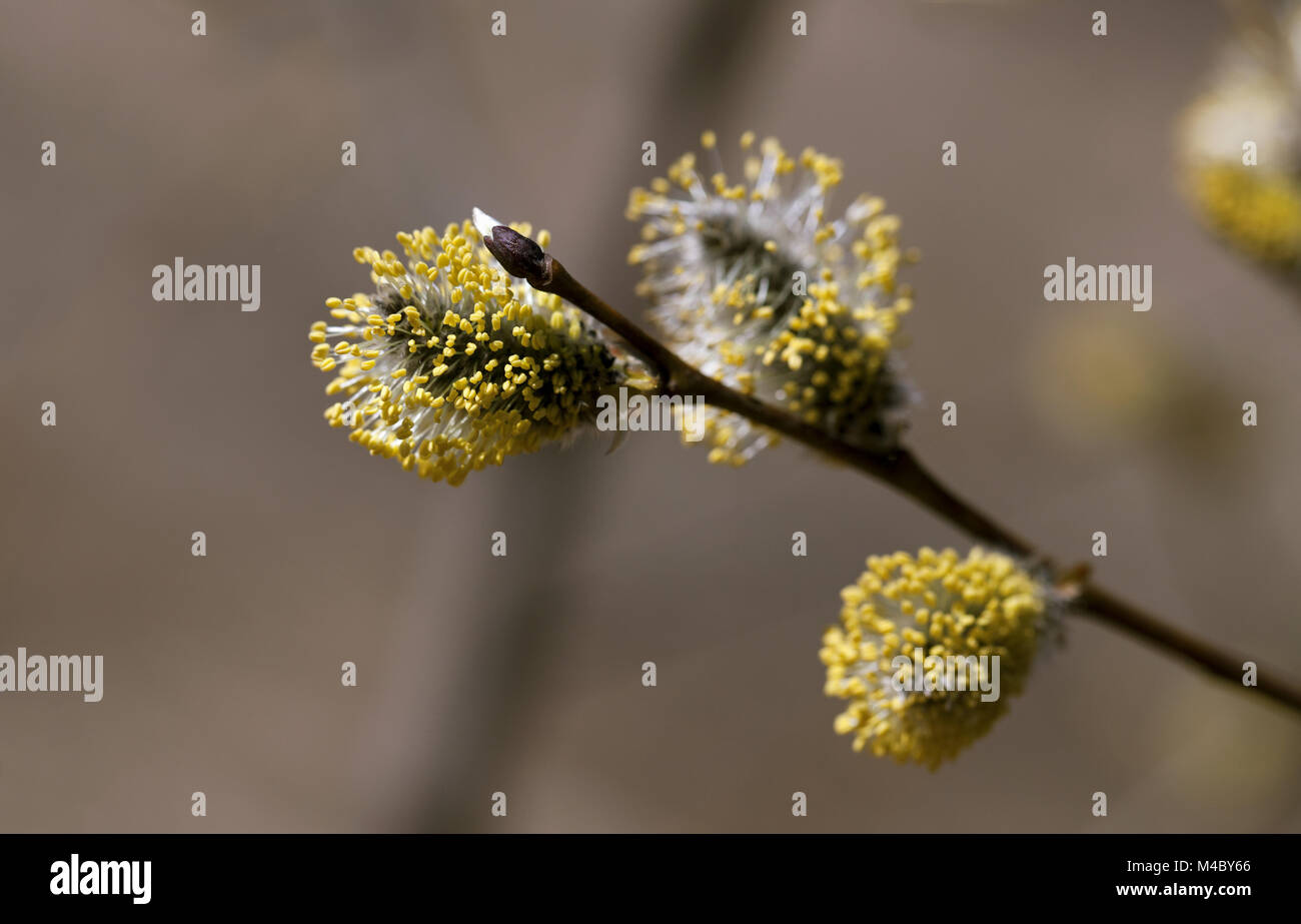 Pussy-willow in the spring Stock Photo - Alamy